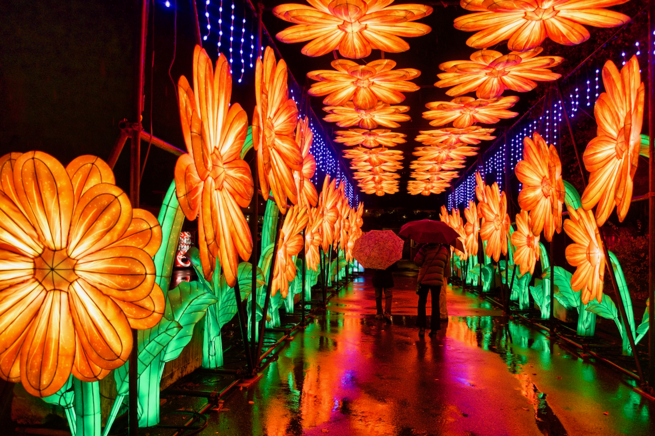 Wild Lanterns is back at Woodland Park Zoo with more animals, more ...